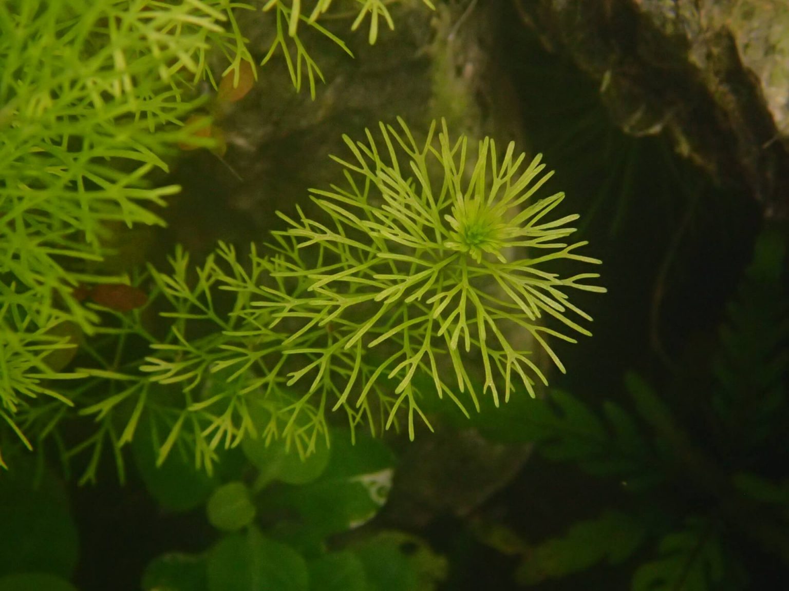 Limnophila Sessiliflora "Ambulia" for Sale | Aqua Plants Manila ...