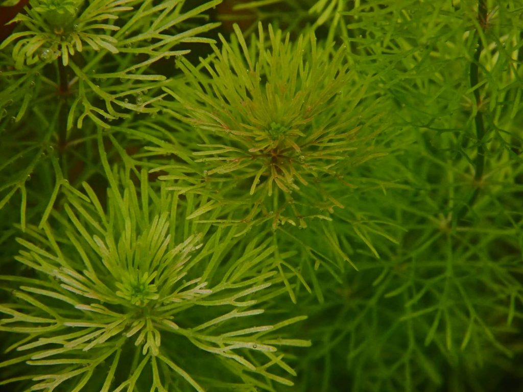 Limnophila Sessiliflora "Ambulia" for Sale | Aqua Plants Manila ...