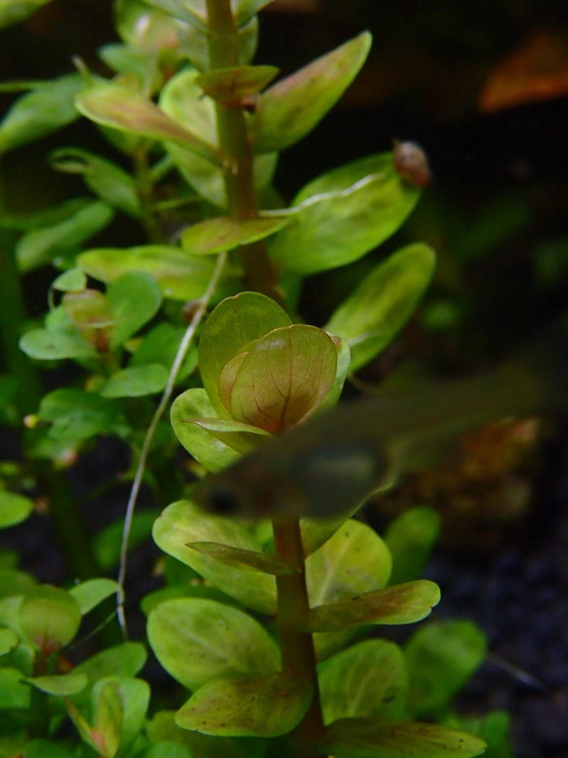 Rotala Indica 'Bonsai' "Ammania Bonsai" for Sale | Aqua Plants Manila ...