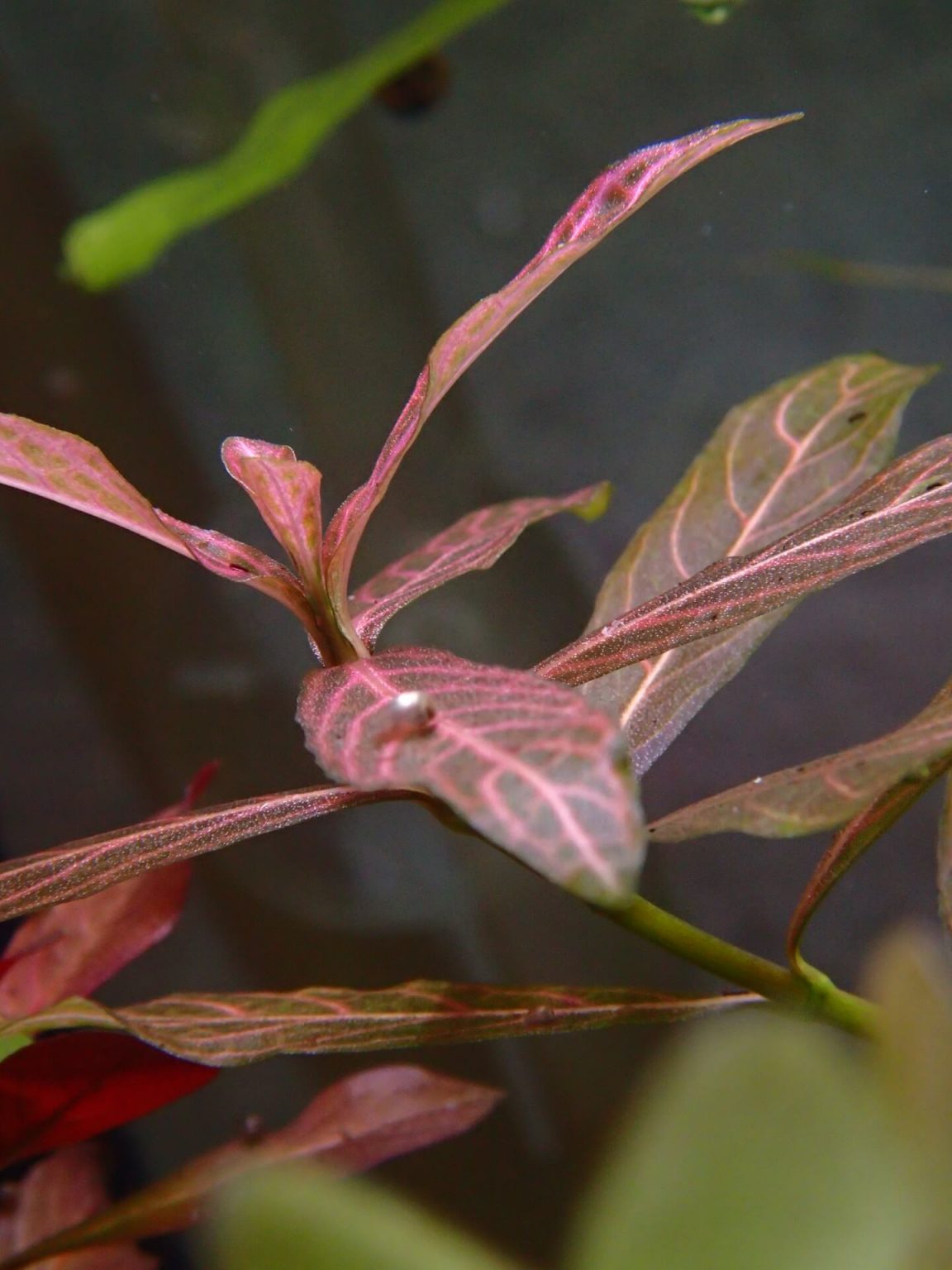 Hygrophila Polysperma ‘Rosanervig’ "Hygrophila Sunset" for Sale | Aqua ...