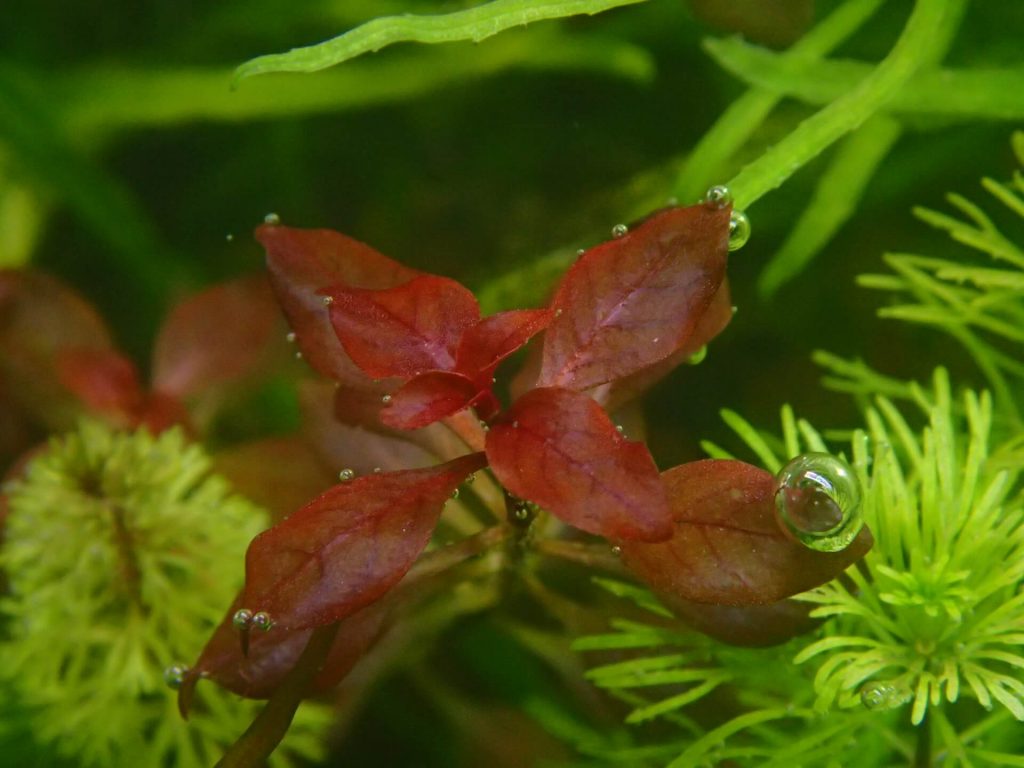 Ludwigia Repens for Sale | Aqua Plants Manila, Philippines
