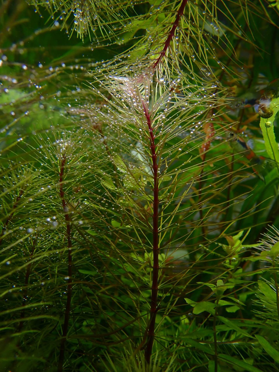 Maka red for Sale | Aqua Plants Manila, Philippines