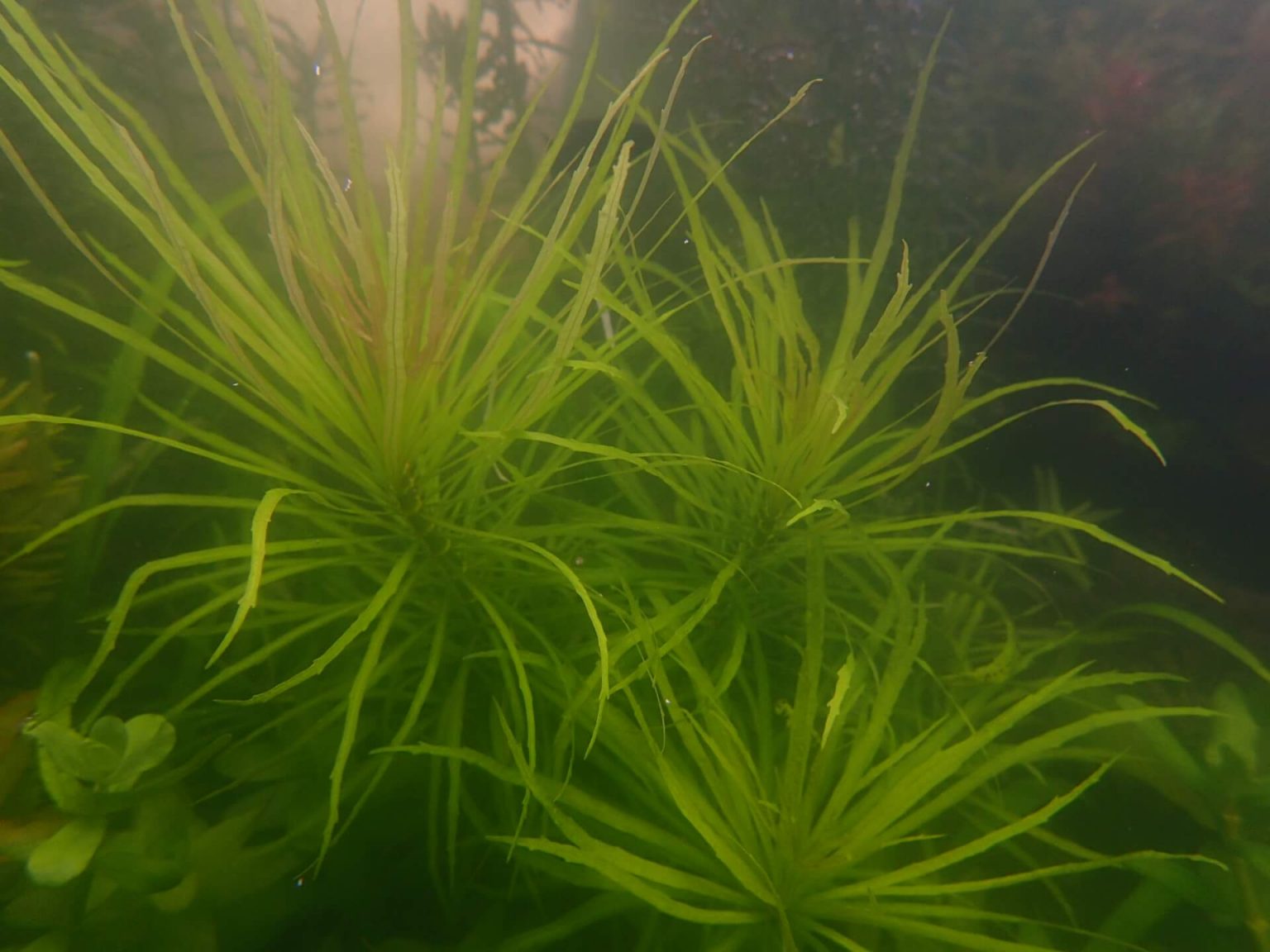 Pogostemon Stellatus "Octopus" for Sale | Aqua Plants Manila, Philippines