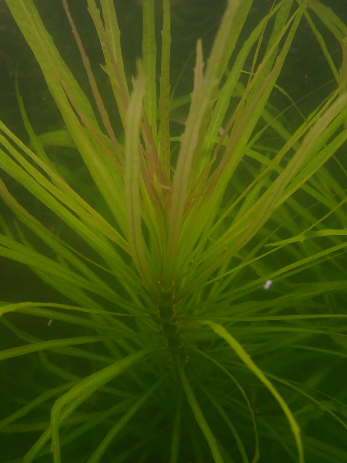 Pogostemon Stellatus "Octopus" for Sale | Aqua Plants Manila, Philippines