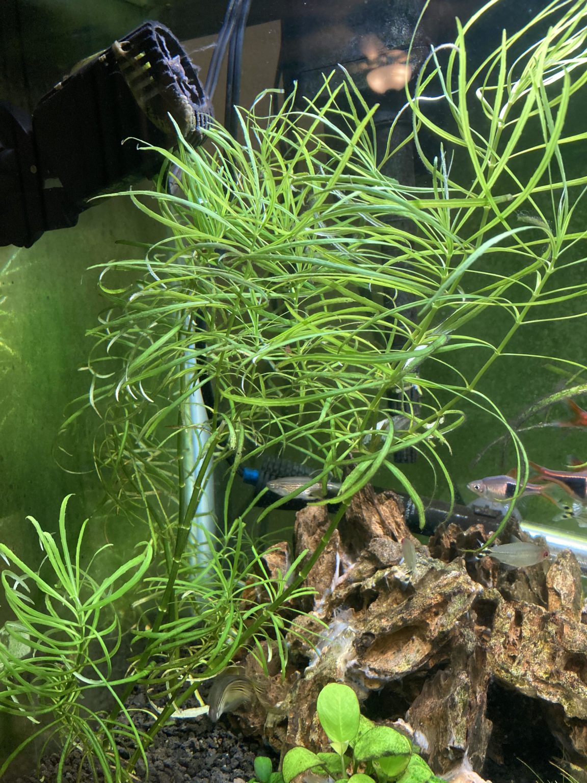 Pogostemon Stellatus "Octopus" for Sale | Aqua Plants Manila, Philippines