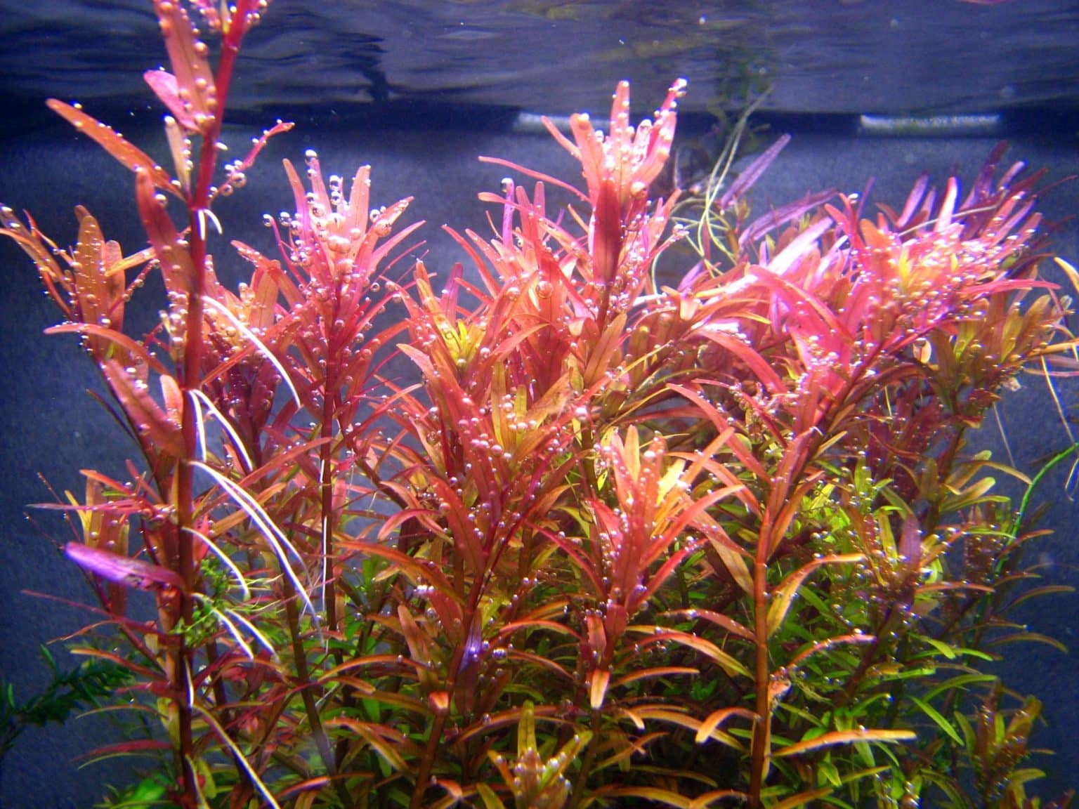 Singaporean Rotala Pink for Sale | Aqua Plants Manila, Philippines