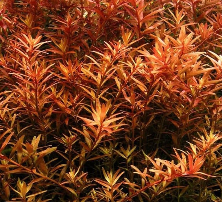 Rotala Colorata for Sale | Aqua Plants Manila, Philippines