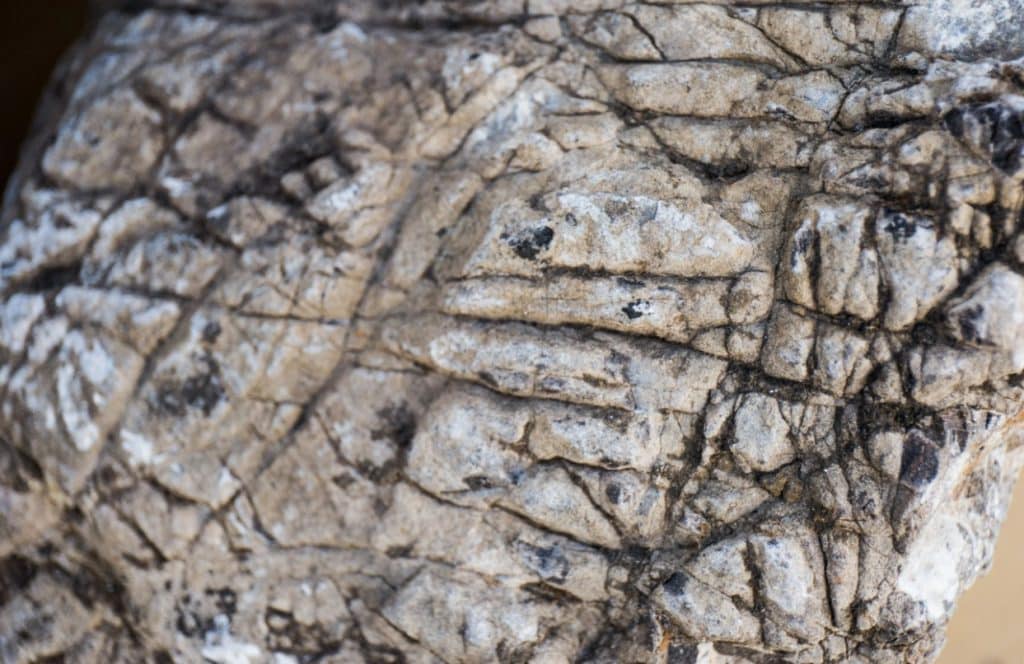 Elephant Skin Stone for Sale | Aqua Plants Manila, Philippines