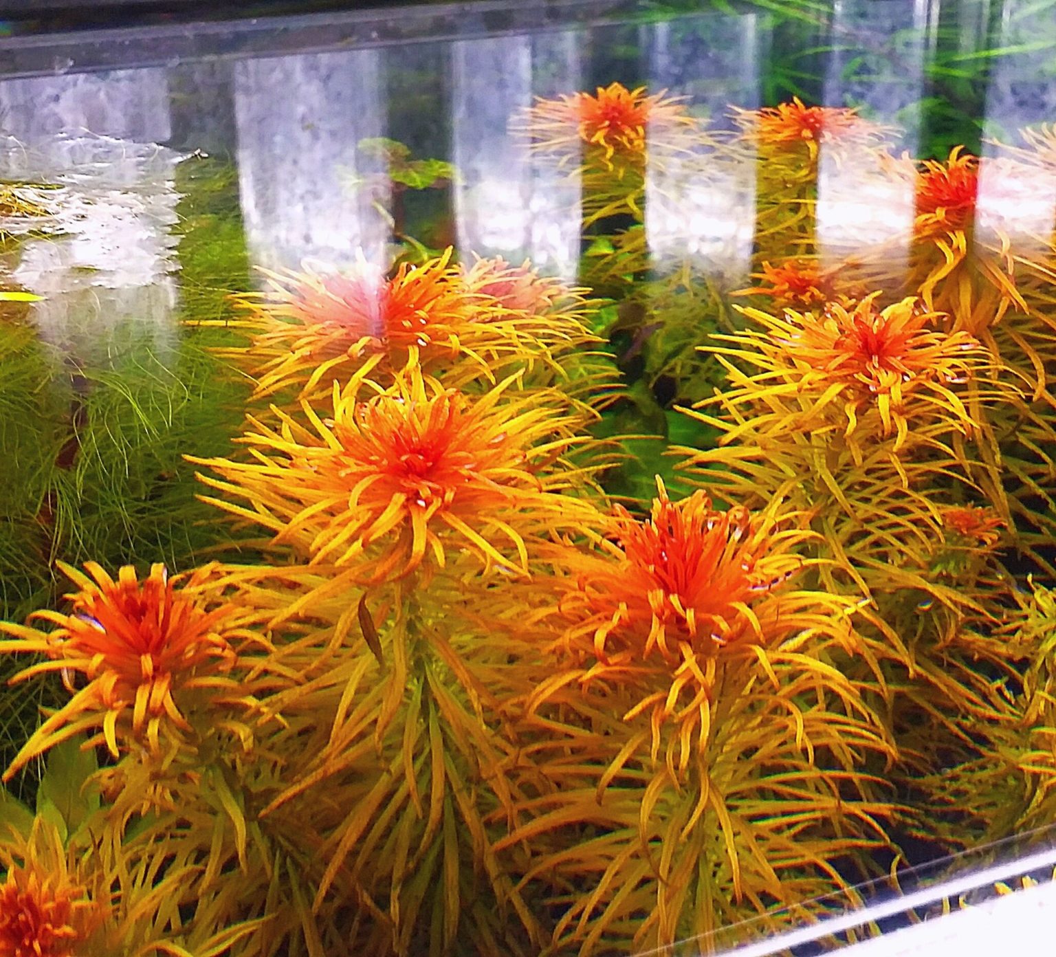 Ludwigia Inclinata Cuba for Sale | Aqua Plants Manila, Philippines