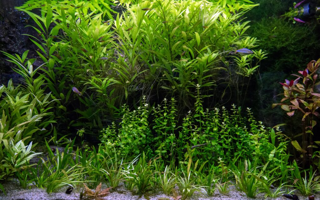 5 Easy Aquarium Plants for Beginners