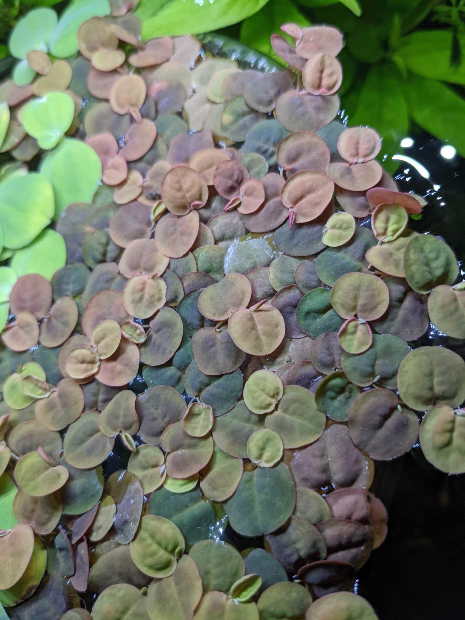 Red Root Floaters for Sale | Aqua Plants Manila, Philippines