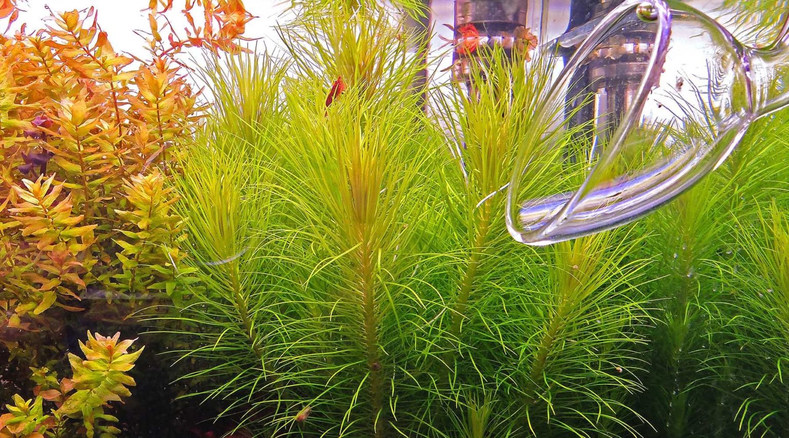 Pogostemon Erectus for Sale | Aqua Plants Manila, Philippines