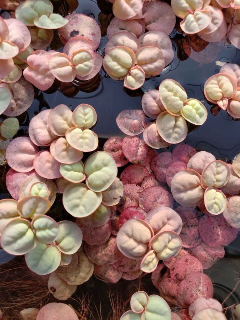 Red Root Floaters for Sale | Aqua Plants Manila, Philippines
