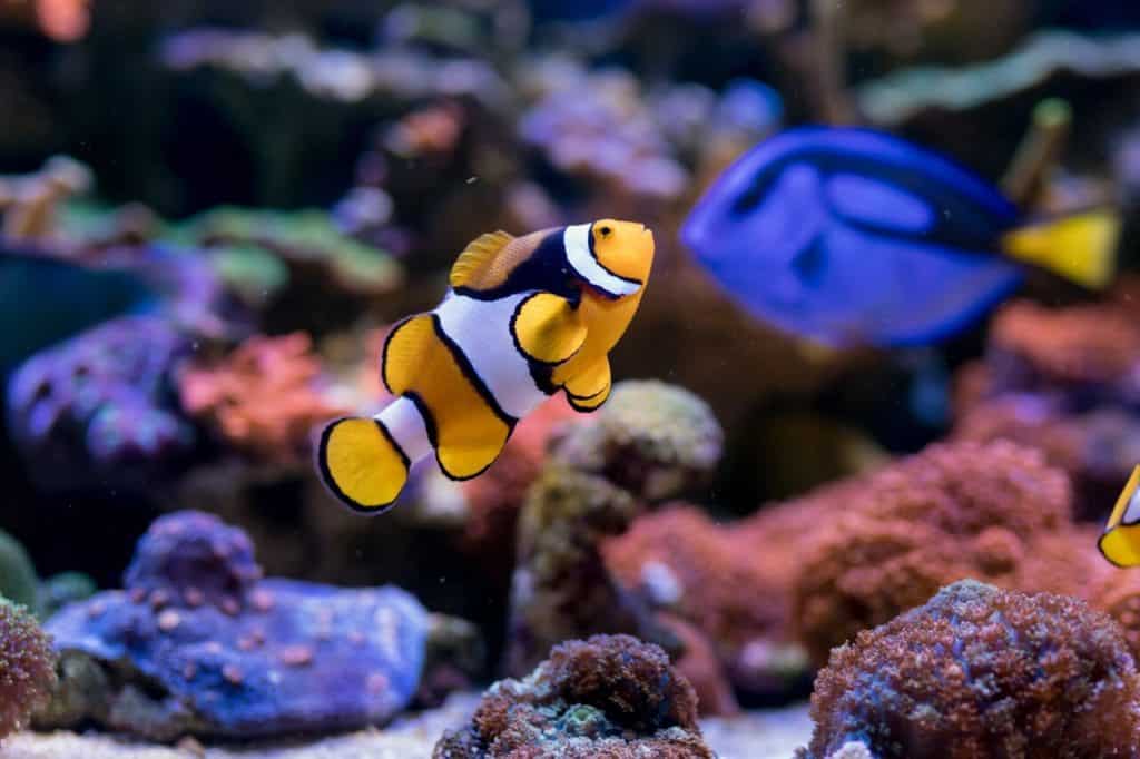 6 Best Tips For Aquarium Hardscaping