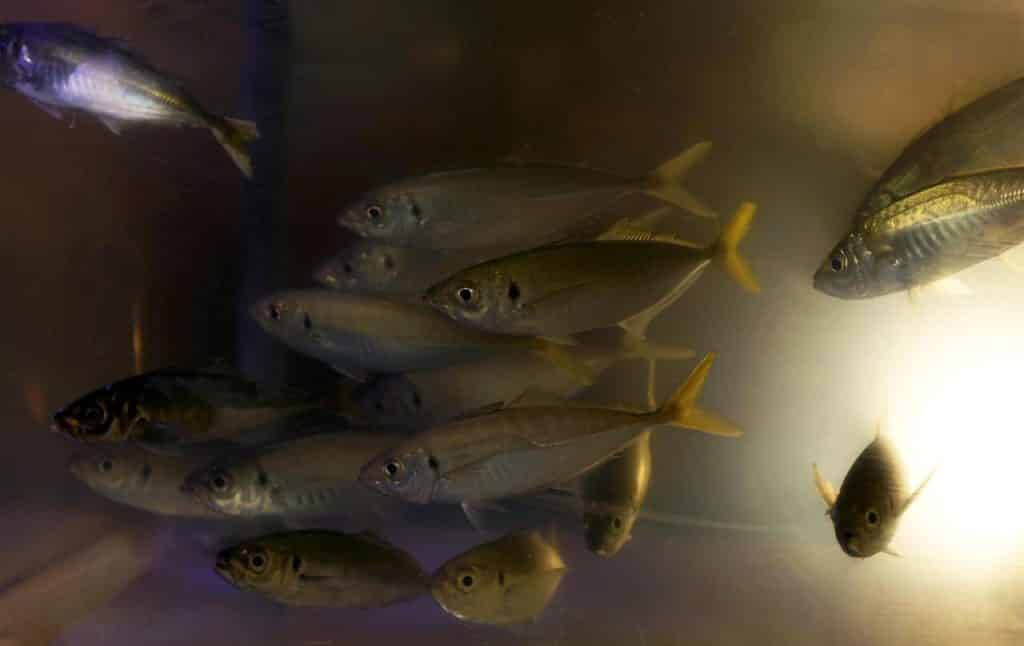 7 Things You Need To Know About Maintaining Your Aquarium's pH Level