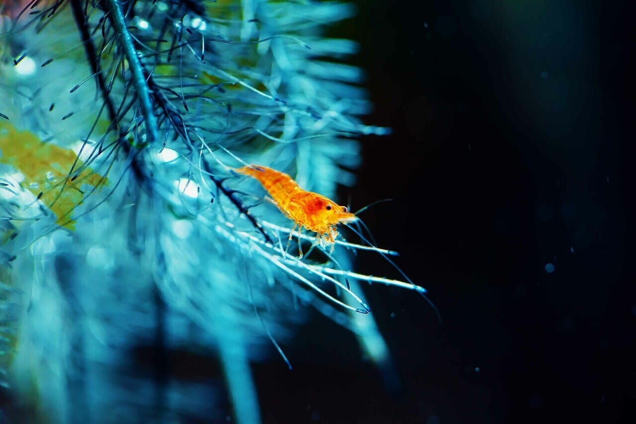 Yellow Shrimp (Neocaridina Davidi) for Sale | Aqua Plants Manila ...